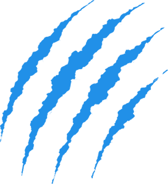 Team BSF (Blue Scar Five) LoL, roster, matches, statistics